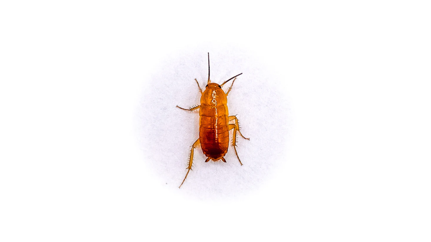 Red Runner vs Dubia Cockroach: Which Is The Better Feeder Roach For ...